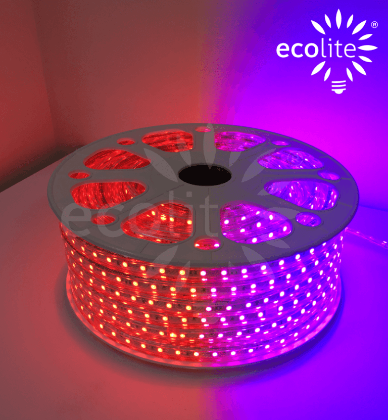 CINTA LED 5050 [Decoración] No Dimerizable (2024) Ecolite